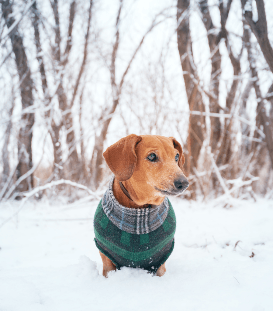 Cane: cura e benessere - Archivi - ArcaMagazine