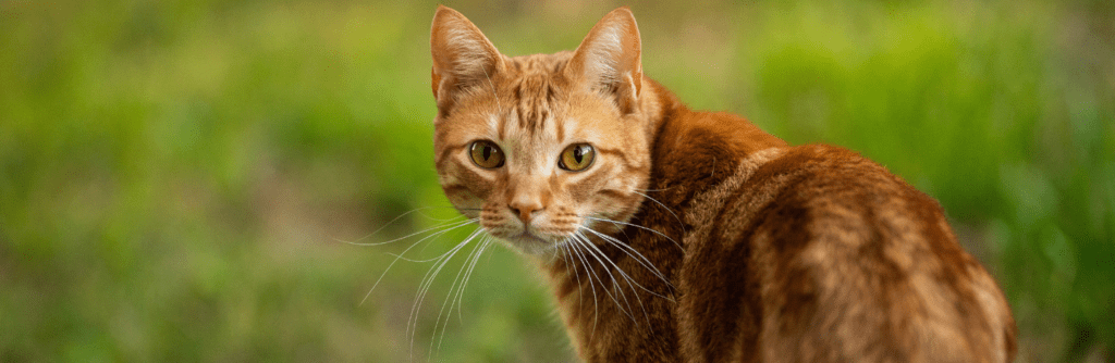 Gatti rossi: razze, carattere e curiosità - ArcaMagazine