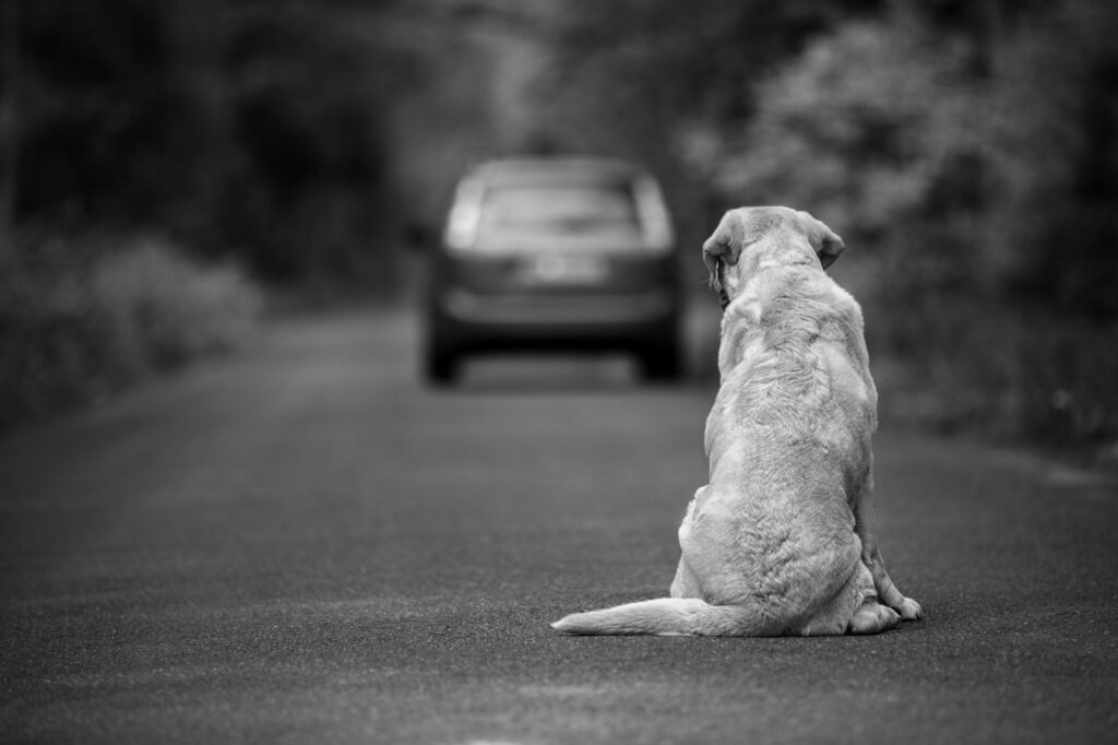 Cane Segugio: carattere, cura e alimentazione - ArcaMagazine