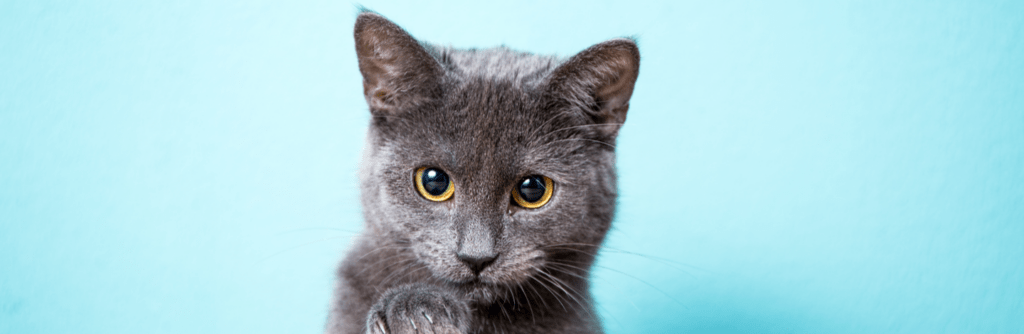 Tutte le razze di gatti: la guida completa - ArcaMagazine