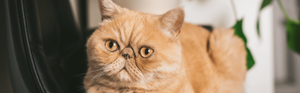 Tutte le razze di gatti: la guida completa - ArcaMagazine