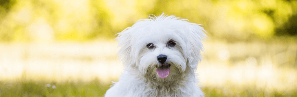 Cane Maltese: carattere, cura e alimentazione - ArcaMagazine
