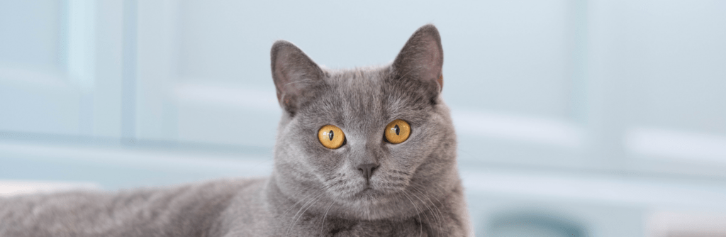 Gatto British Shorthair: guida completa alla razza - ArcaMagazine