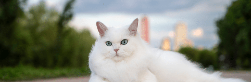 Gatto d'Angora turco: caratteristiche, cura - ArcaMagazine