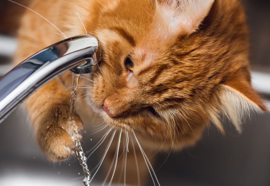 Gatto d'Angora turco: caratteristiche, cura - ArcaMagazine