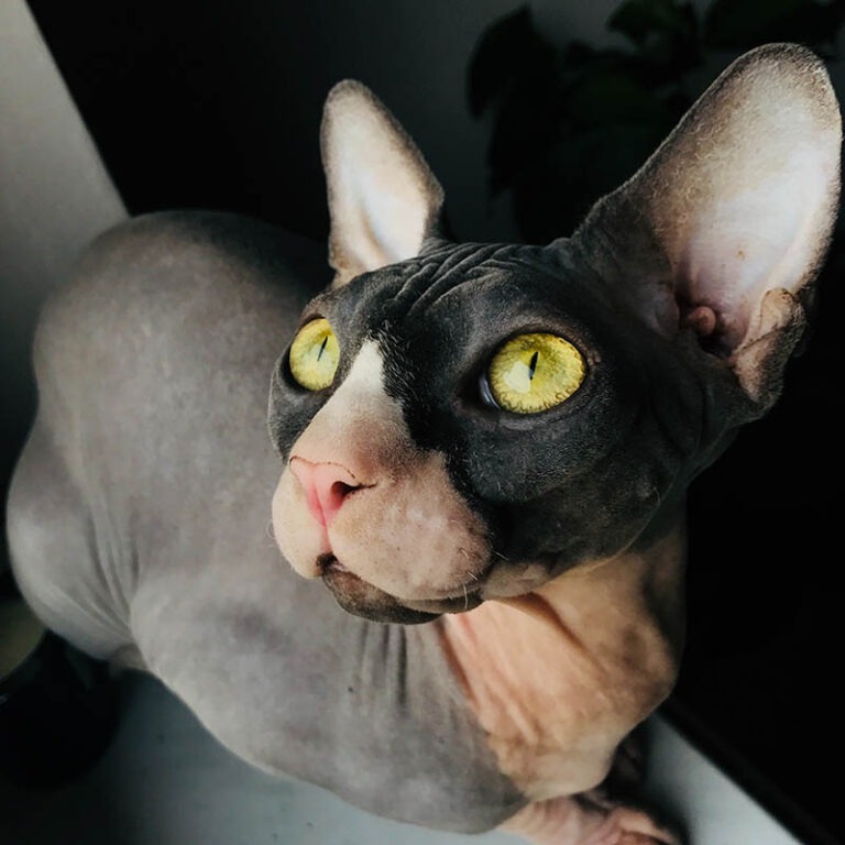 Tutte le razze di gatti: la guida completa - ArcaMagazine