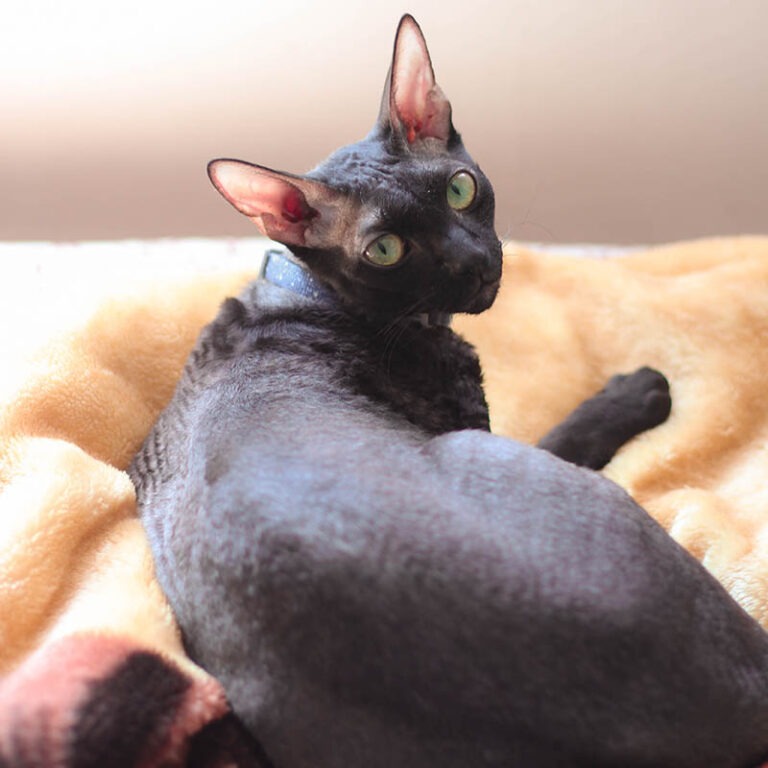 Tutte le razze di gatti: la guida completa - ArcaMagazine