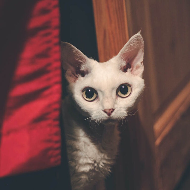 Tutte le razze di gatti: la guida completa - ArcaMagazine