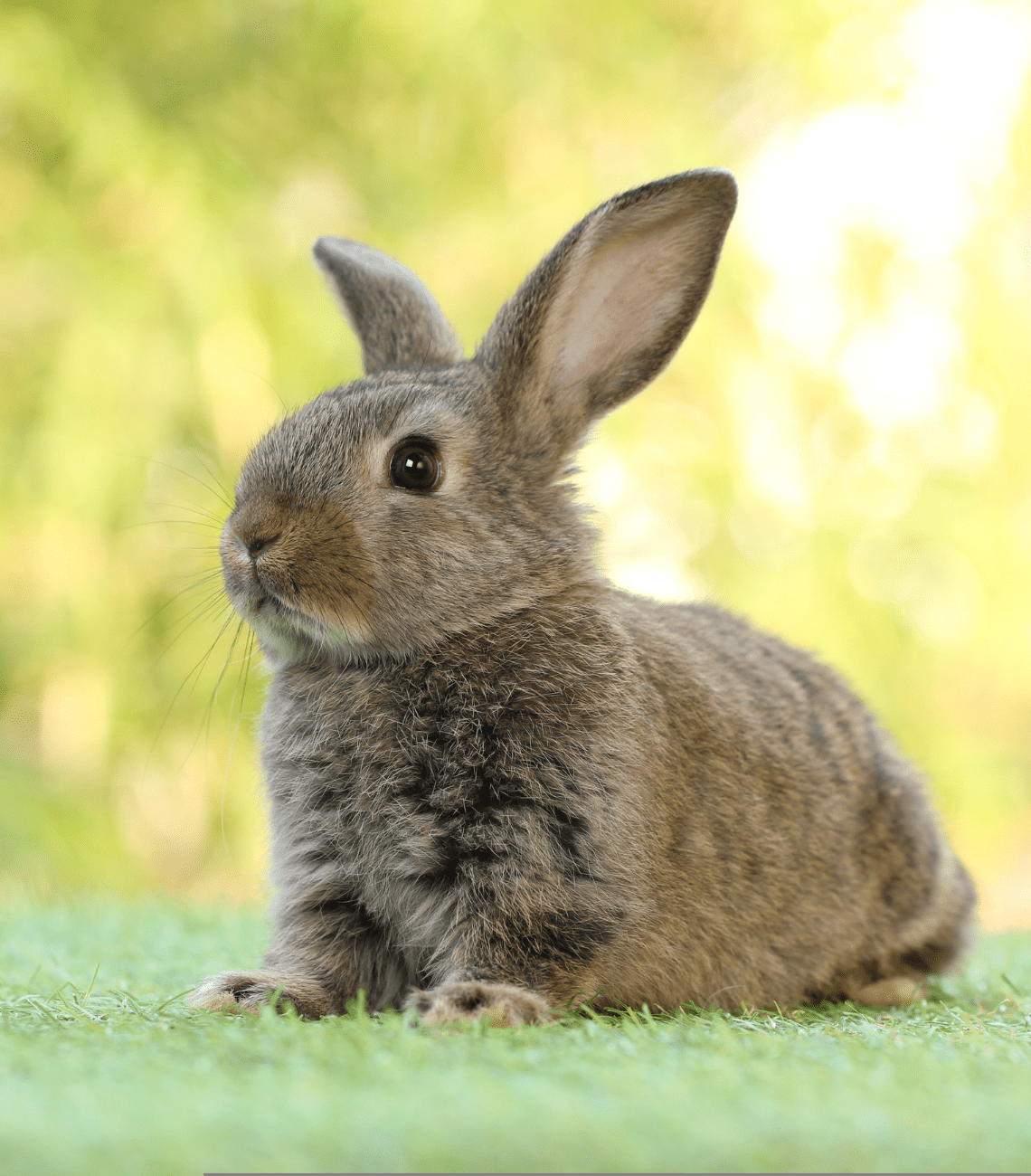 Cosa mangiano gli uccellini: la guida completa - ArcaMagazine