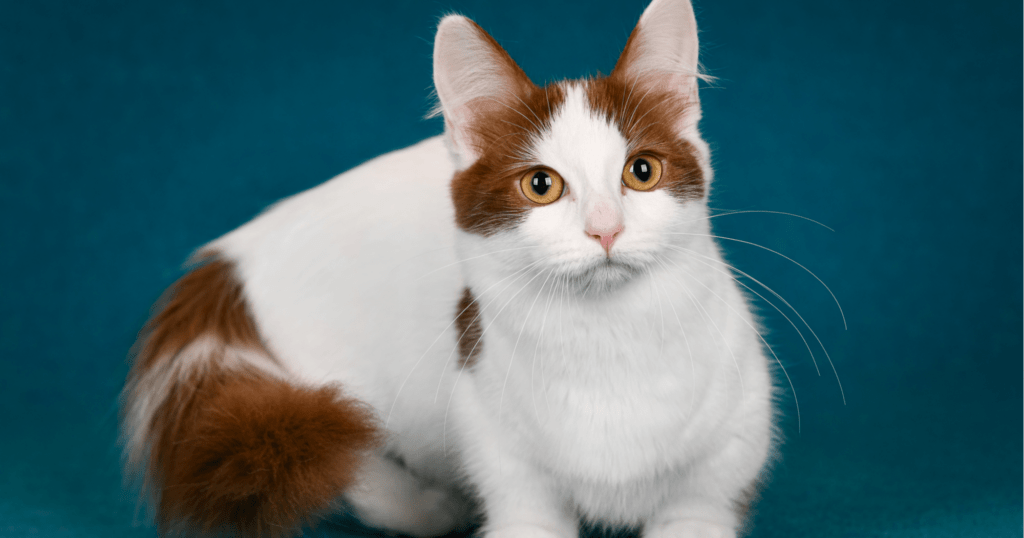 Gatto Munchkin: guida completa sulla razza - ArcaMagazine