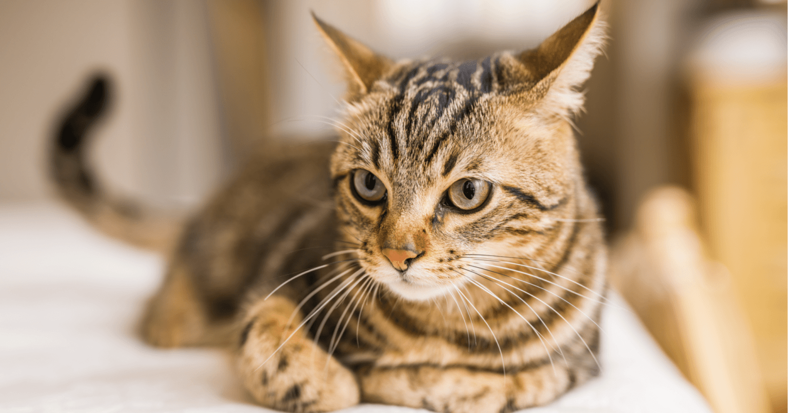 Gatto Soriano: carattere, cura e alimentazione - ArcaMagazine