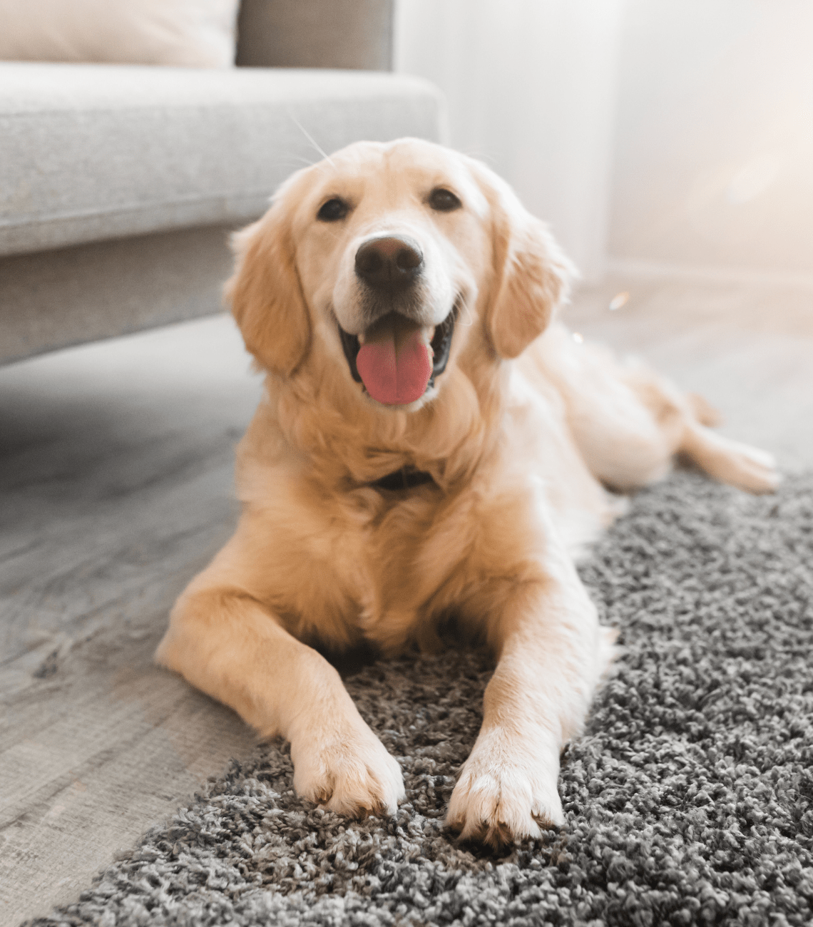 I cani sentono freddo? Cosa sapere - ArcaMagazine