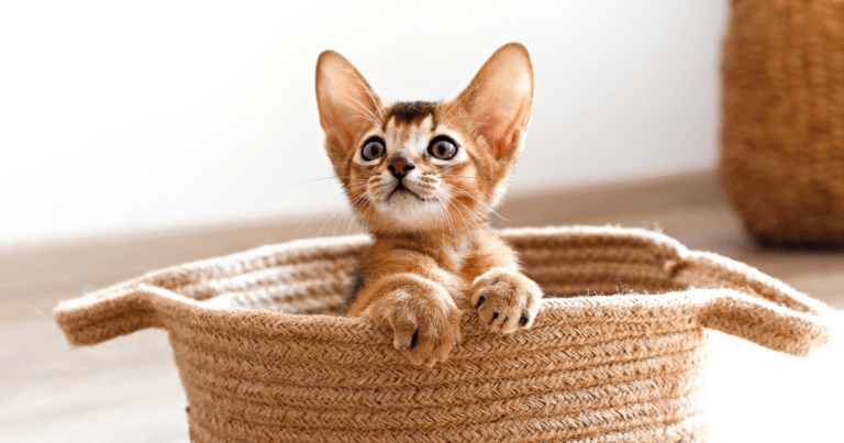 Gatto Abissino: carattere, cura e alimentazione - ArcaMagazine