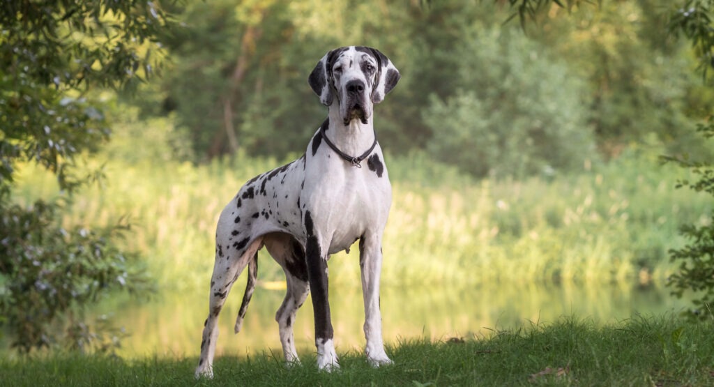 Alano: guida completa alla razza - ArcaMagazine