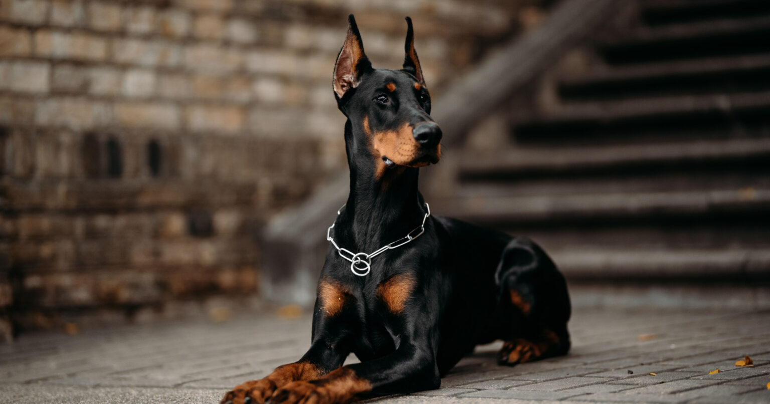 Cane Dobermann: guida completa alla razza - ArcaMagazine