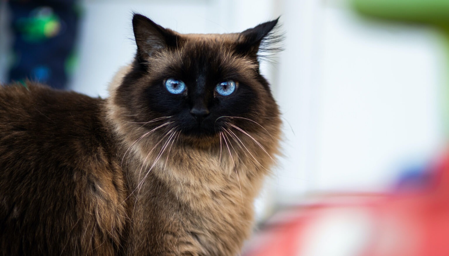 Gatto Himalayano: guida completa alla razza - ArcaMagazine