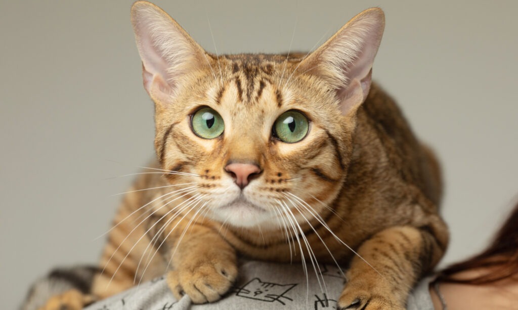 Gatto Serengeti: guida completa alla razza - ArcaMagazine