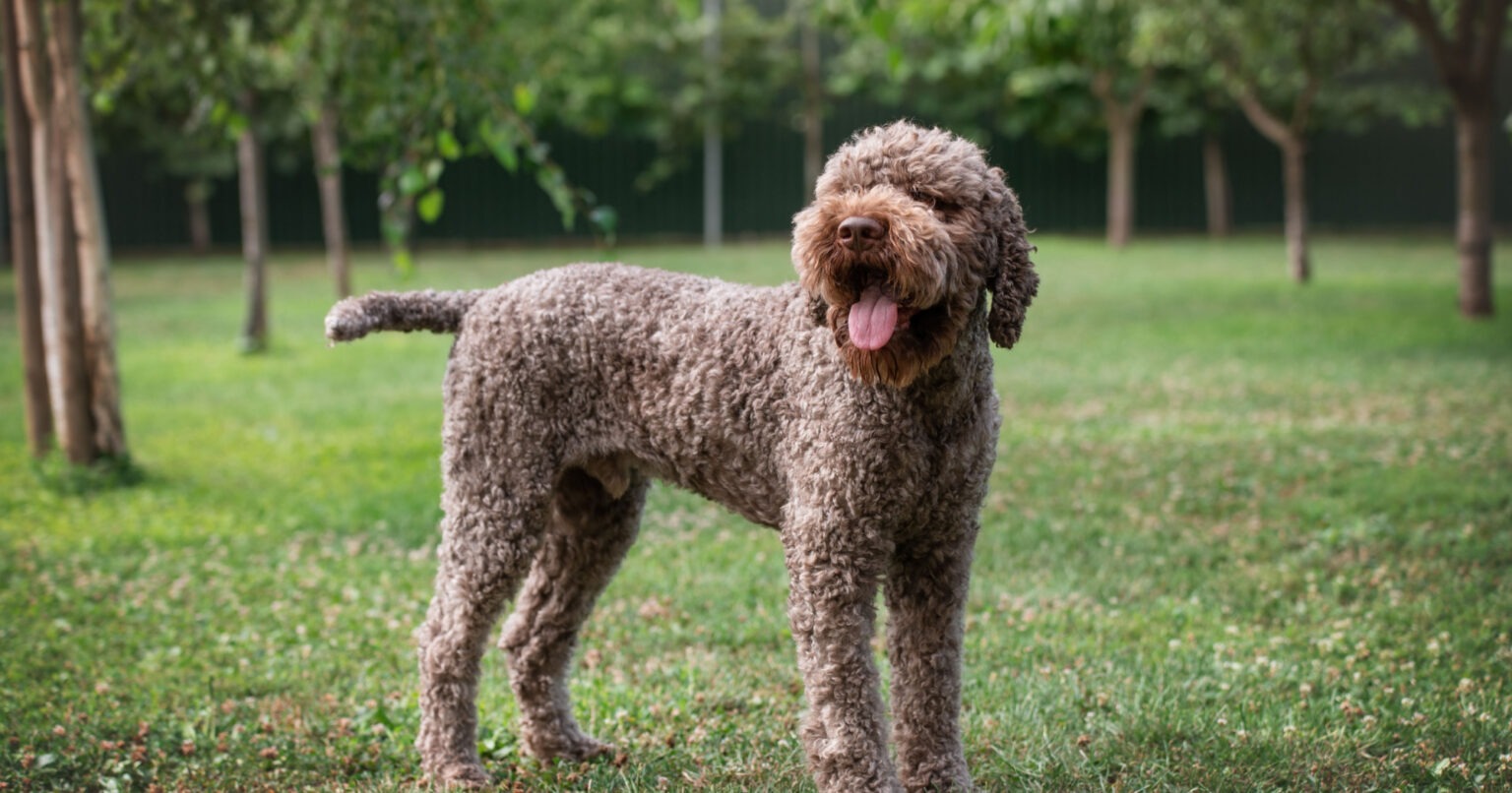 Lagotto Romagnolo: guida completa alla razza - ArcaMagazine