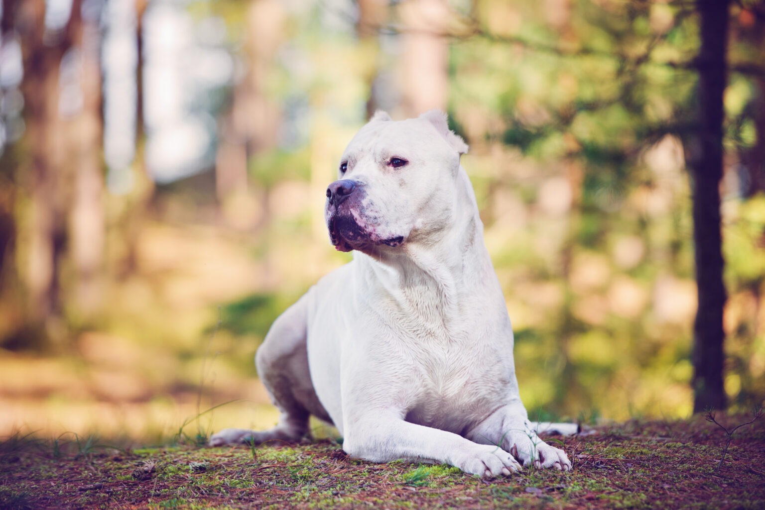 Cane Dogo Argentino: guida completa alla razza - ArcaMagazine