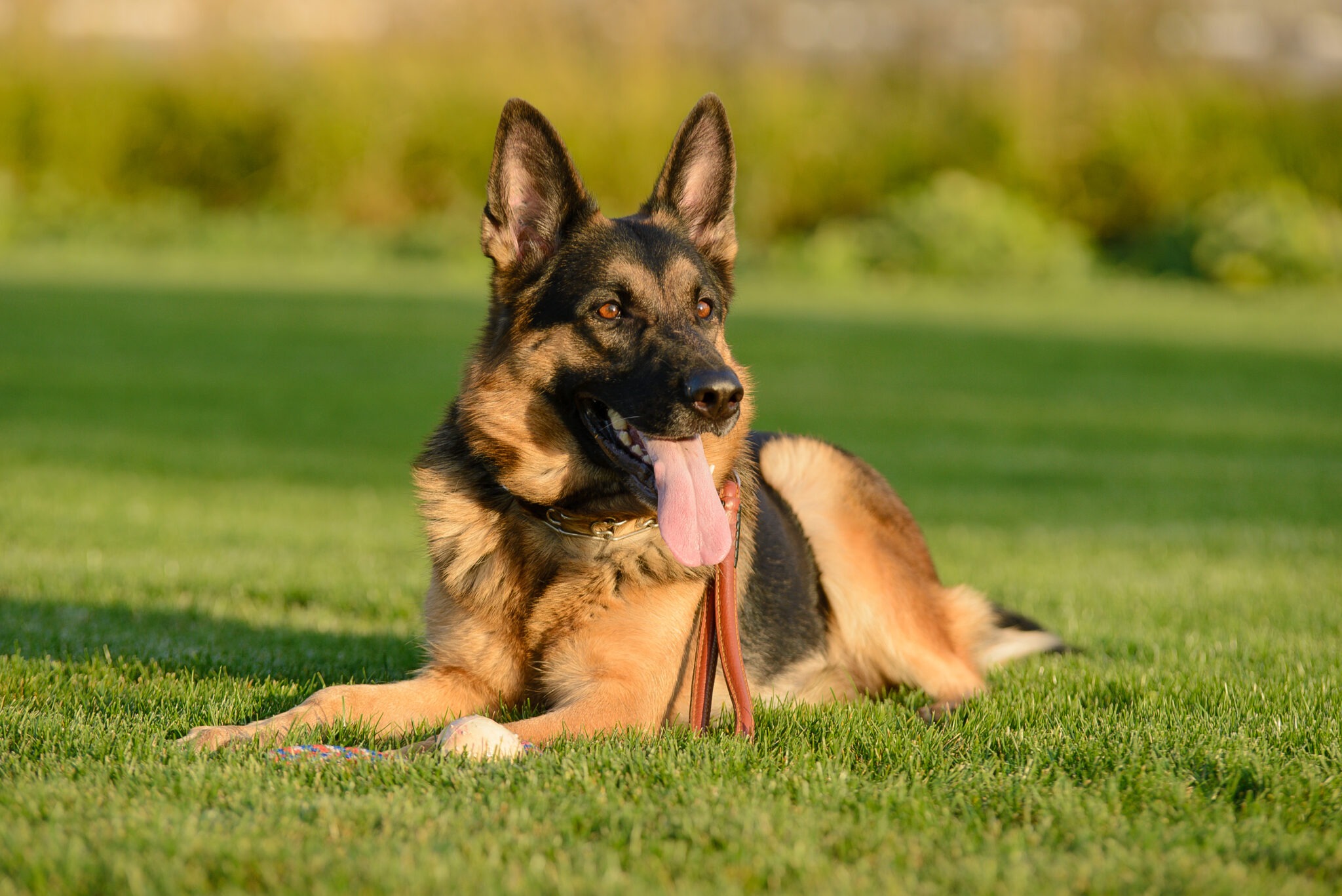 Pastore Tedesco: guida completa al cane poliziotto - ArcaMagazine