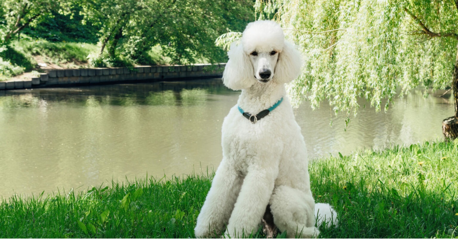 Il cane Barbone: guida completa alla razza - ArcaMagazine