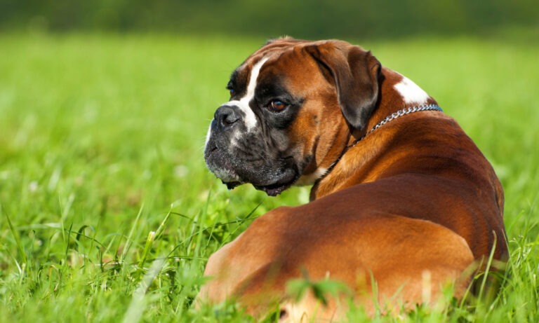 Cane Boxer: guida completa alla razza - ArcaMagazine