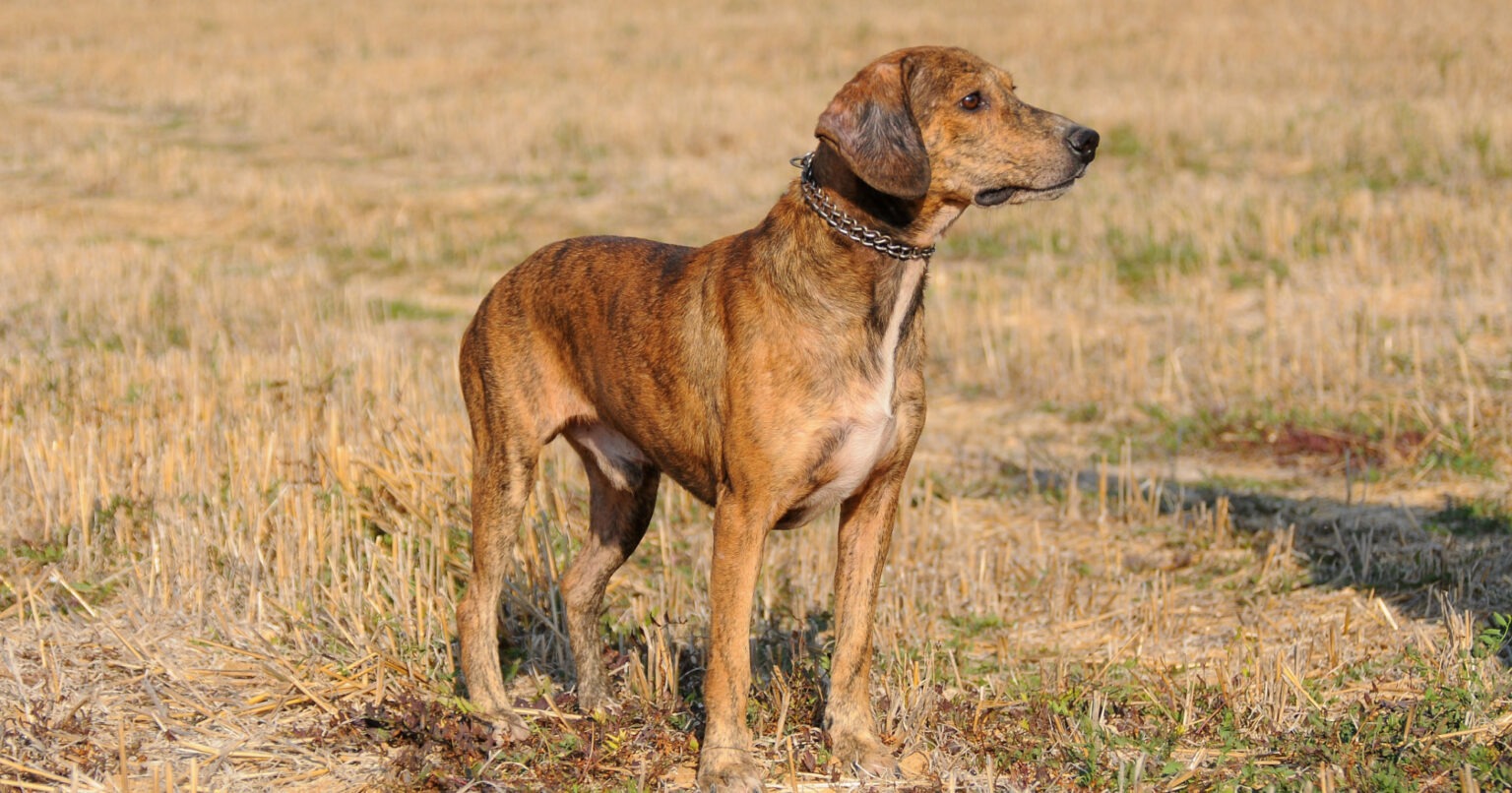 Segugio Maremmano: guida completa alla razza - ArcaMagazine