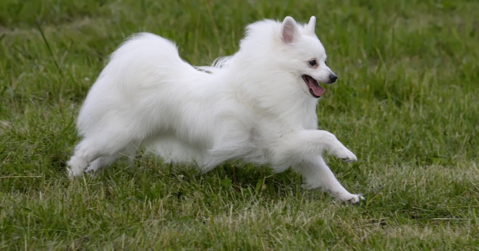 Volpino Italiano: guida completa alla razza - ArcaMagazine