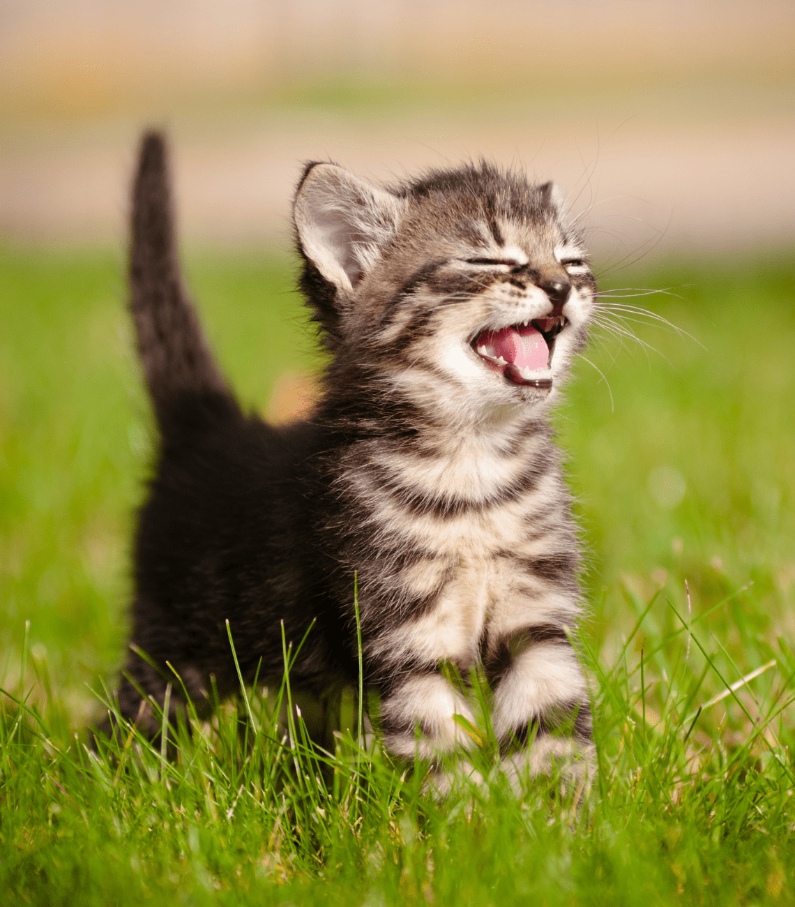 Zecca nel gatto: cosa sapere e come agire - ArcaMagazine