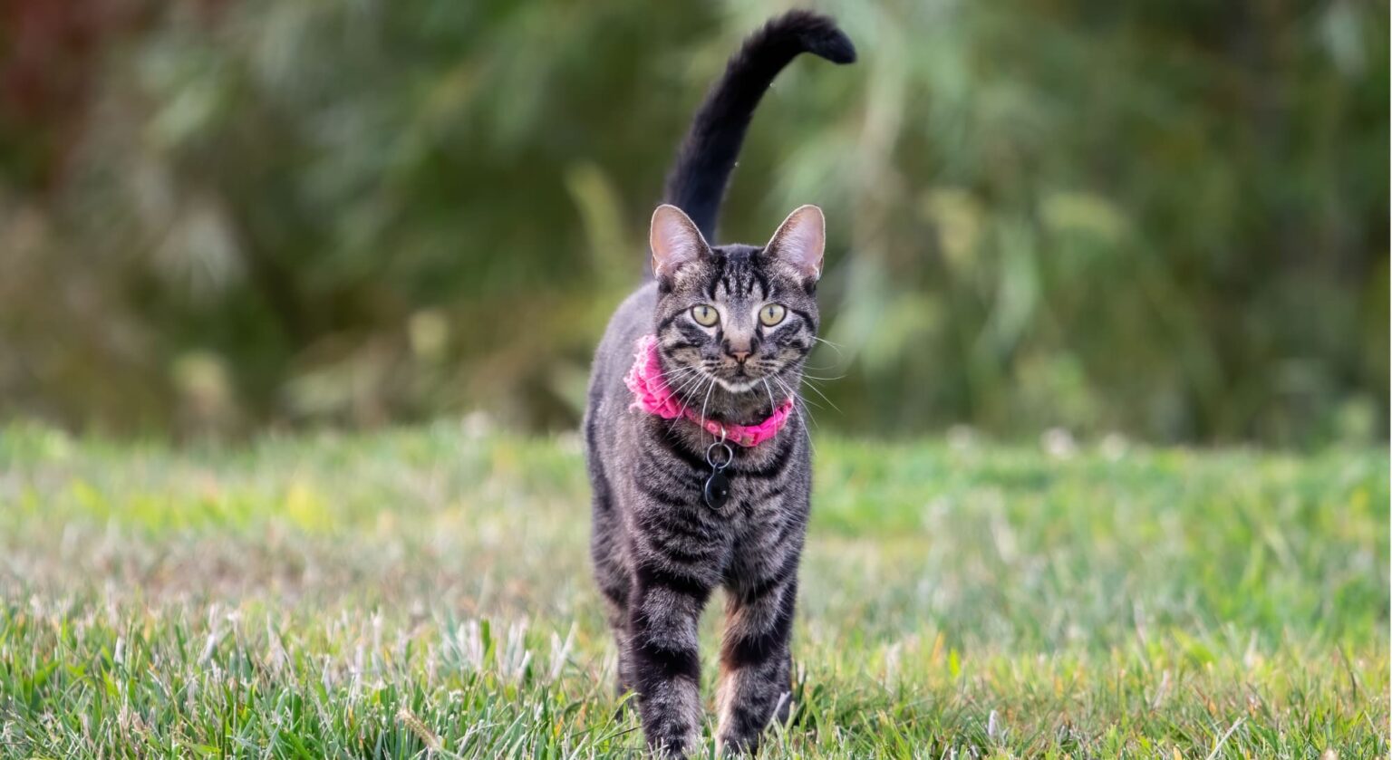 Gatto scappa di casa: che fare? - ArcaMagazine