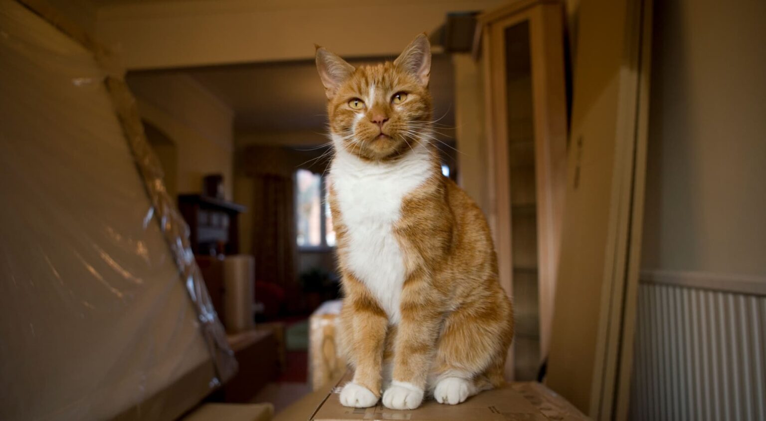 Gatto scappa di casa: che fare? - ArcaMagazine