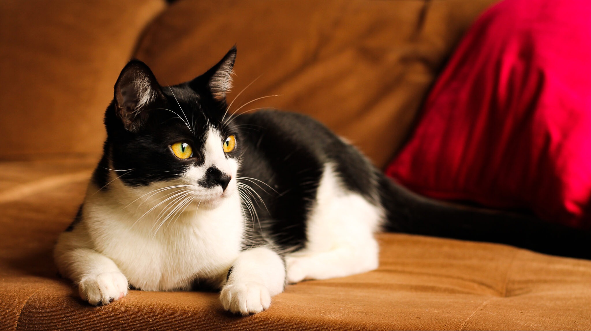 Sterilizzazione gatta: la guida completa - ArcaMagazine